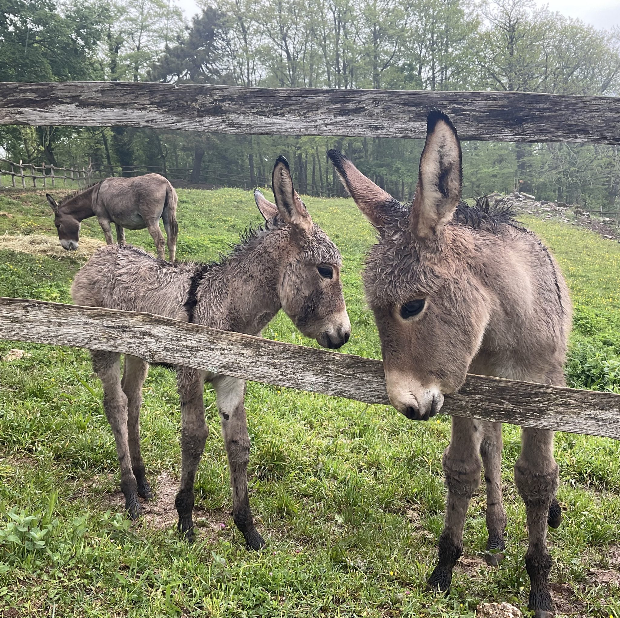 Der kleine Esel Benjamin | Kinderkultur online